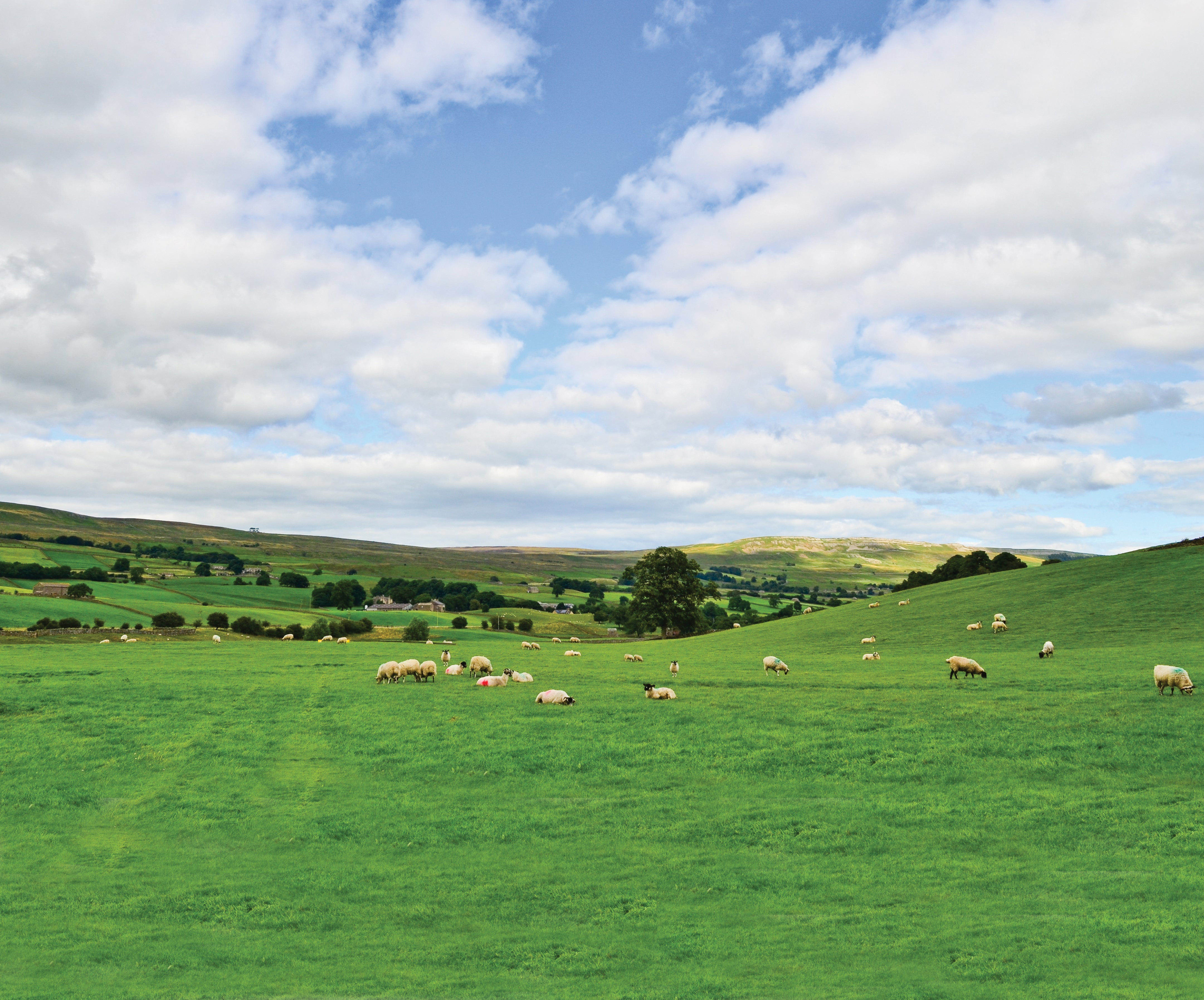 Sheep's Milk Cheese – Butlers Farmhouse Cheeses